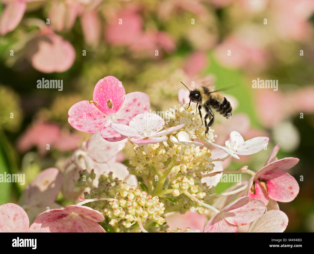 Rusty-patched bumblebee (Bombus affinis) male resting on Joe Pye Weed ...