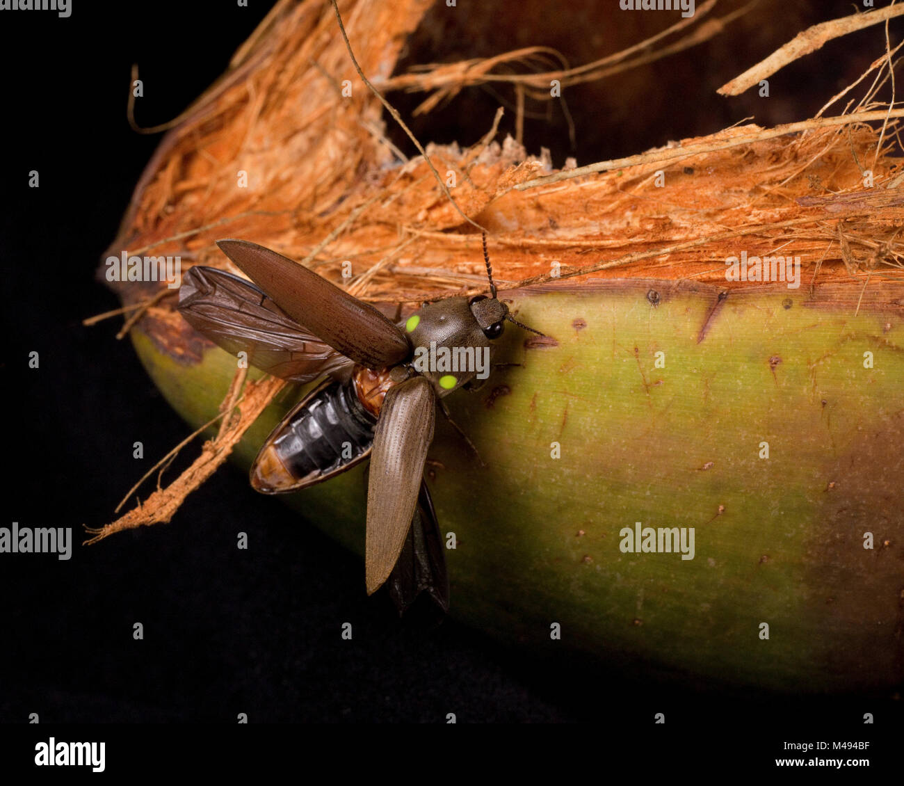 Pyrophorus hi-res stock photography and images - Alamy