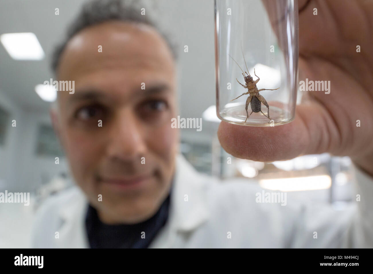 Scaly crickets insects hi-res stock photography and images - Alamy