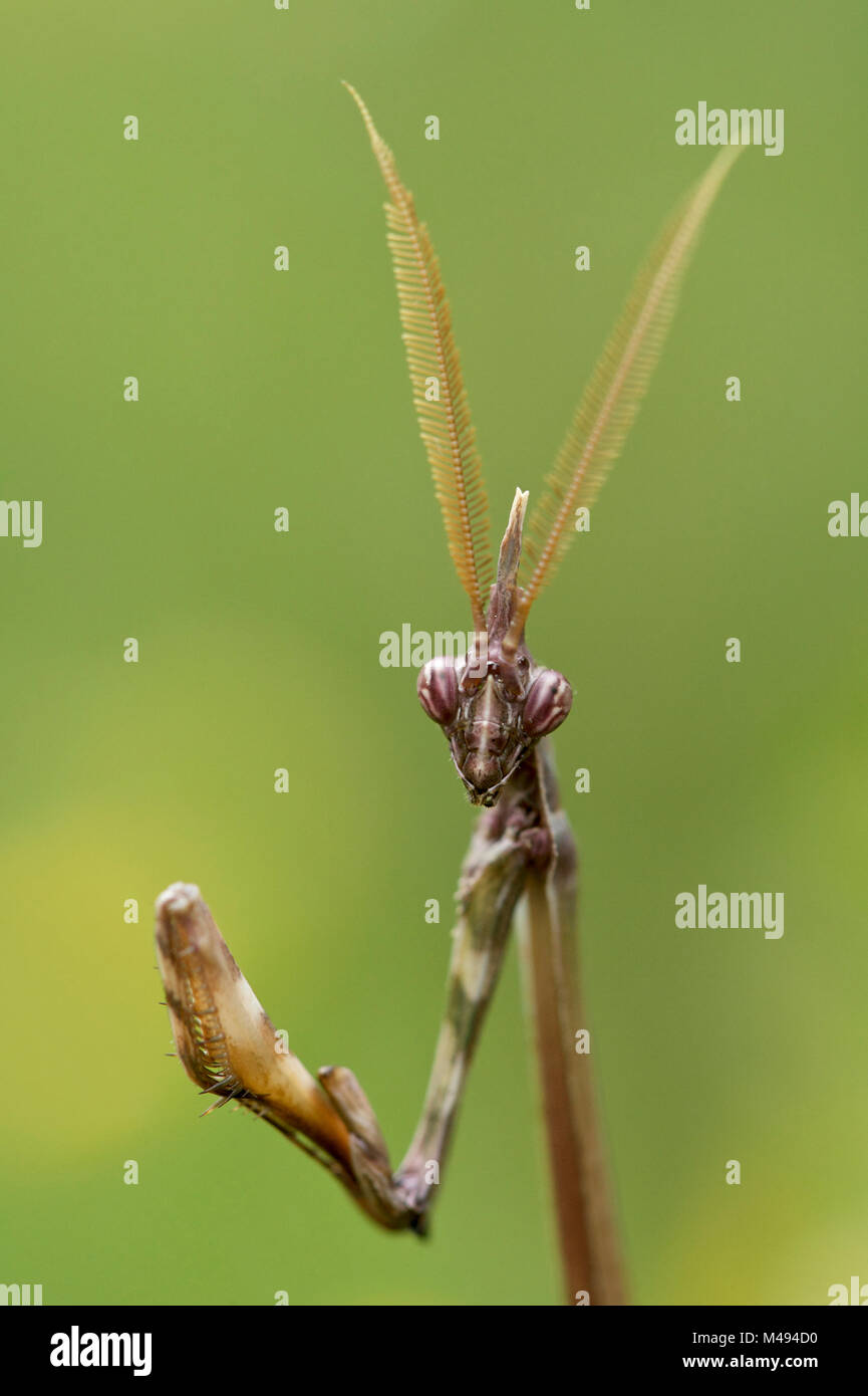 Conehead mantis (Empusa pennata) male, Dourbie river, Gard Department ...