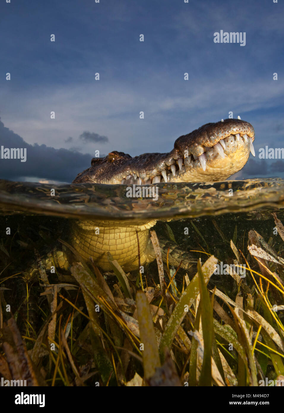 American crocodile (Crocodylus acutus) split level with animal resting ...