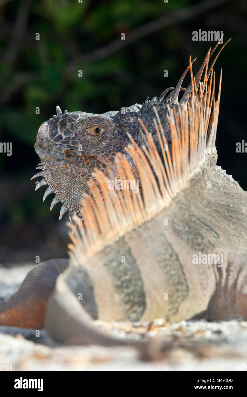 Green iguana (Iguana iguana) rear view of basking in sun, Banco ...