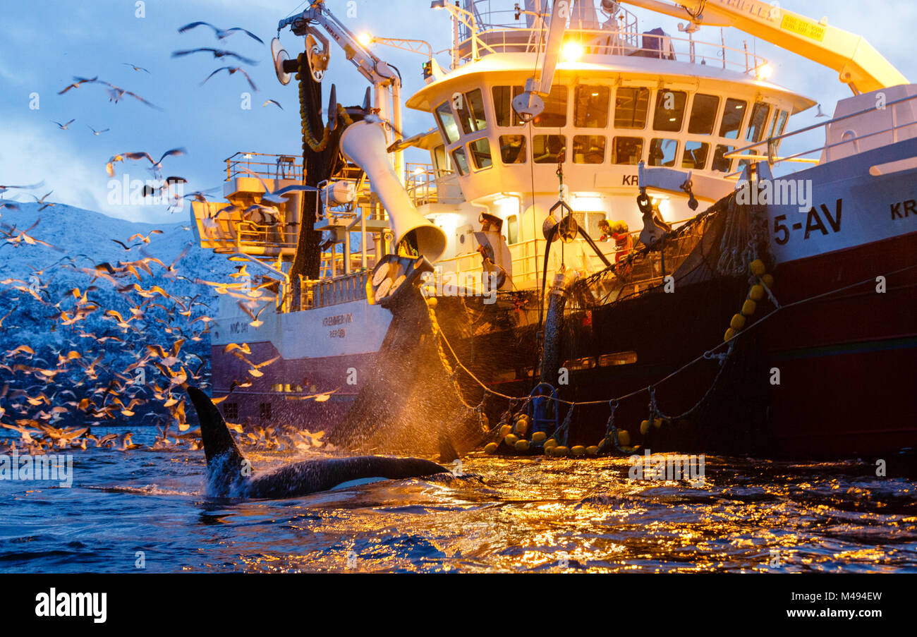Killer whales (Orcinus orca) next to fishing vessel pulling net full of ...
