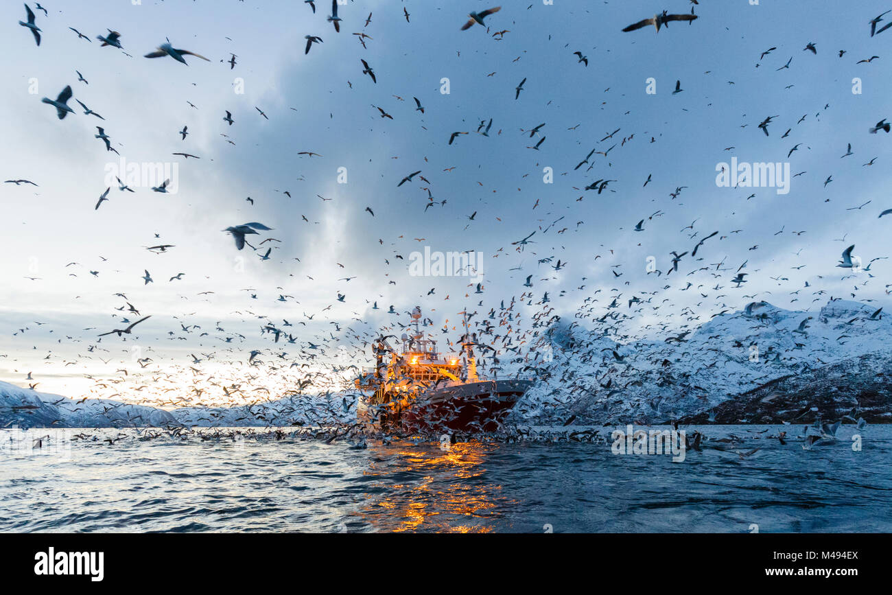 Large amount of gulls (Laridae) gathering around a fishing vessel ...