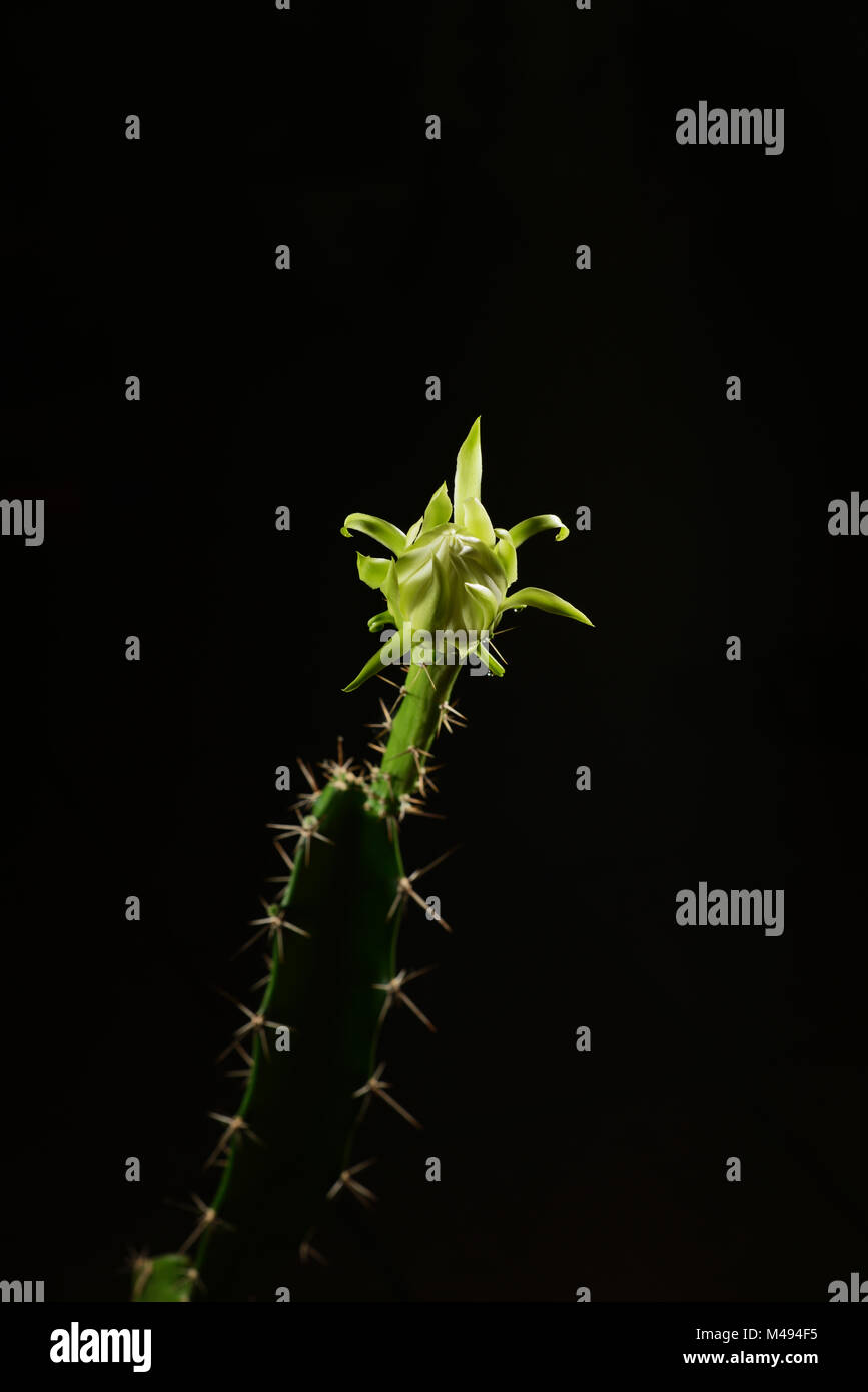 Night-blooming cereus cactus (Acanthocereus tetragonus), flower bud ...
