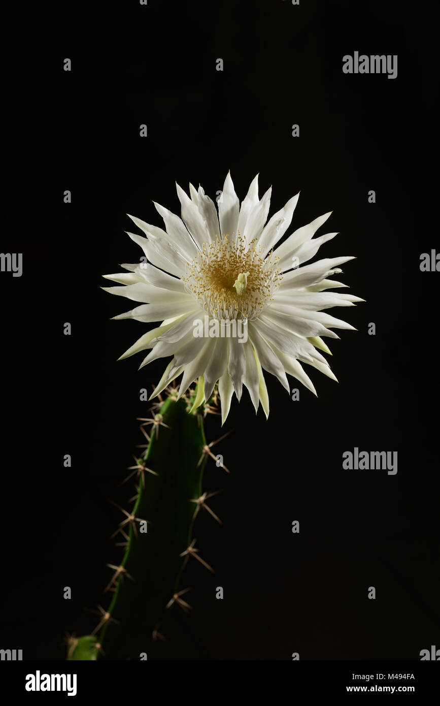 Night-blooming cereus cactus (Acanthocereus tetragonus), flower bud ...