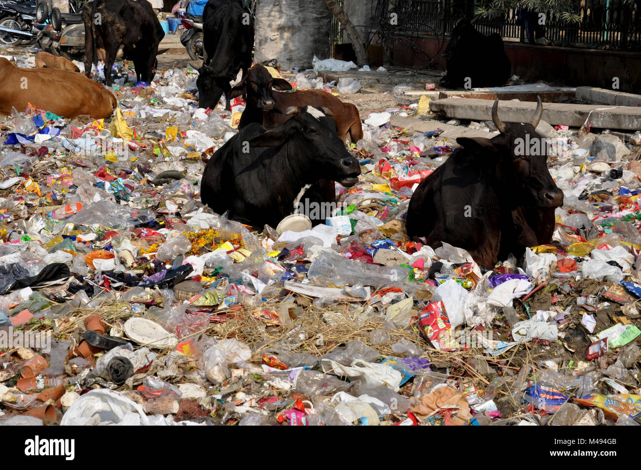 Cows feeding on rubbish in street. Delhi, India. January 2016 Stock ...
