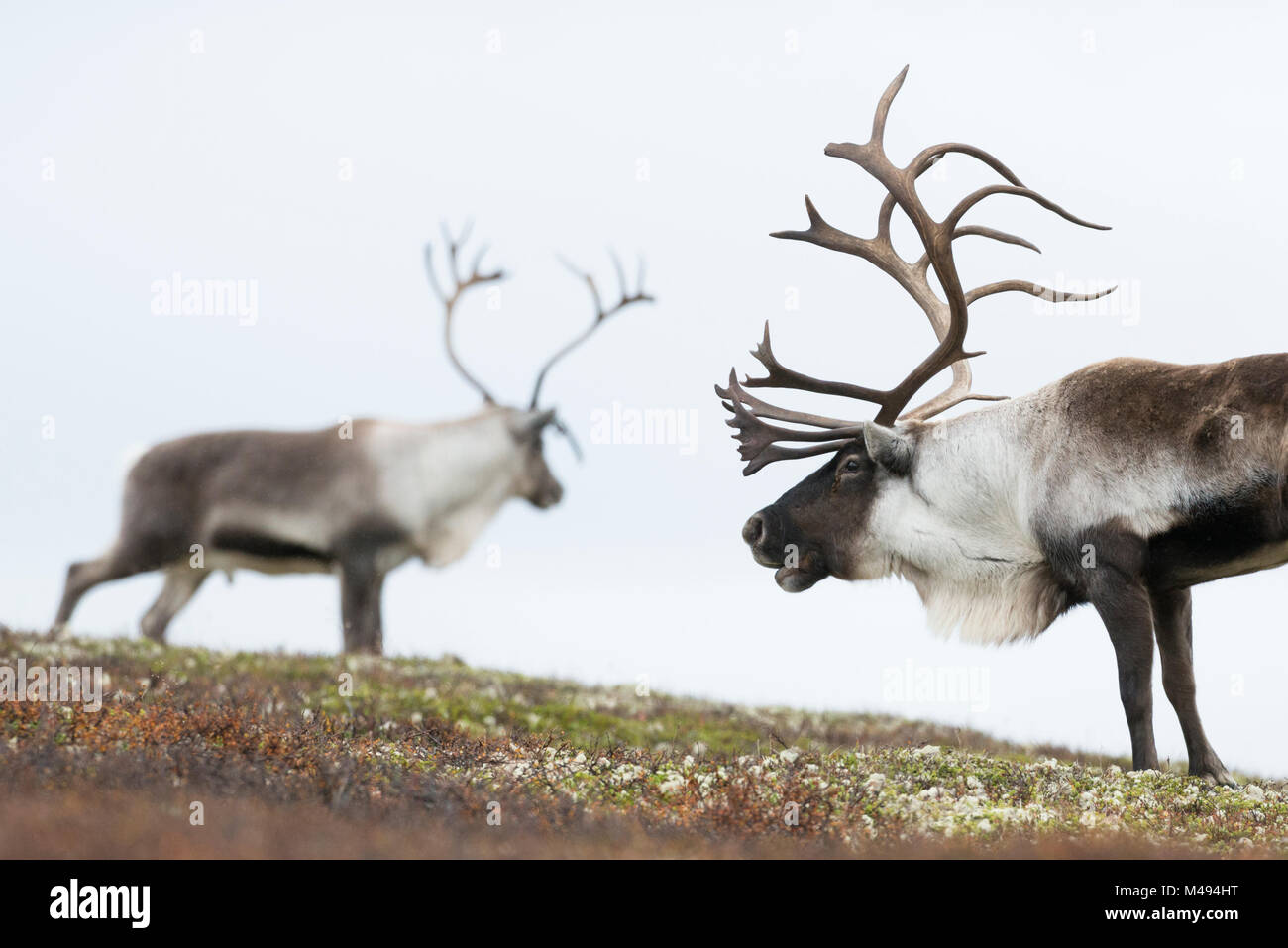 Reindeer side profile hi-res stock photography and images - Alamy
