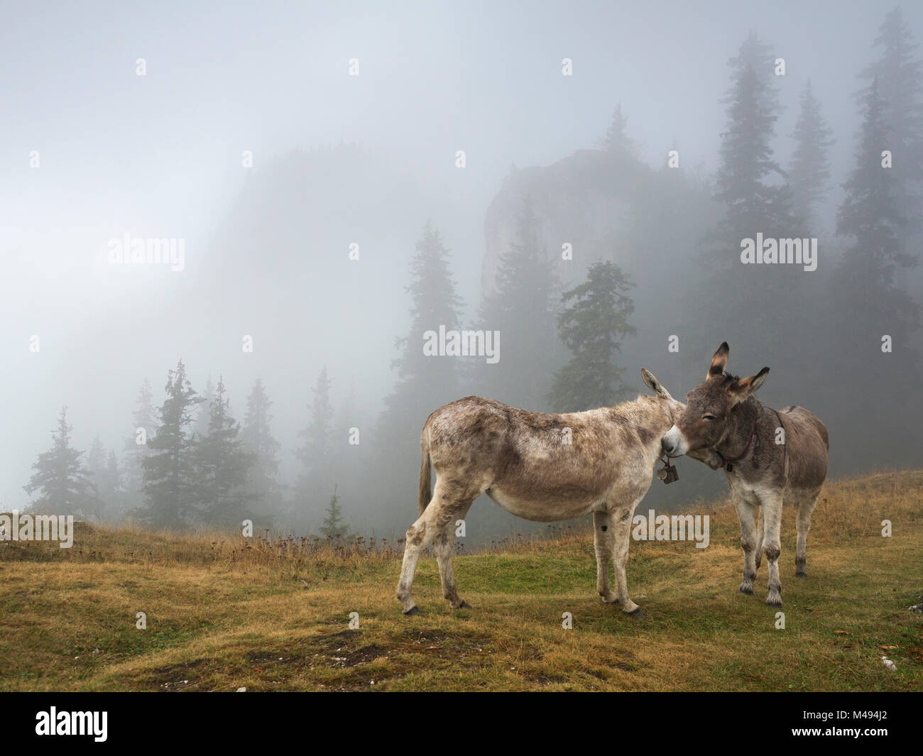 Donkeys in fog on Piatra Mare Mountains, Transylvania, Romania Stock ...