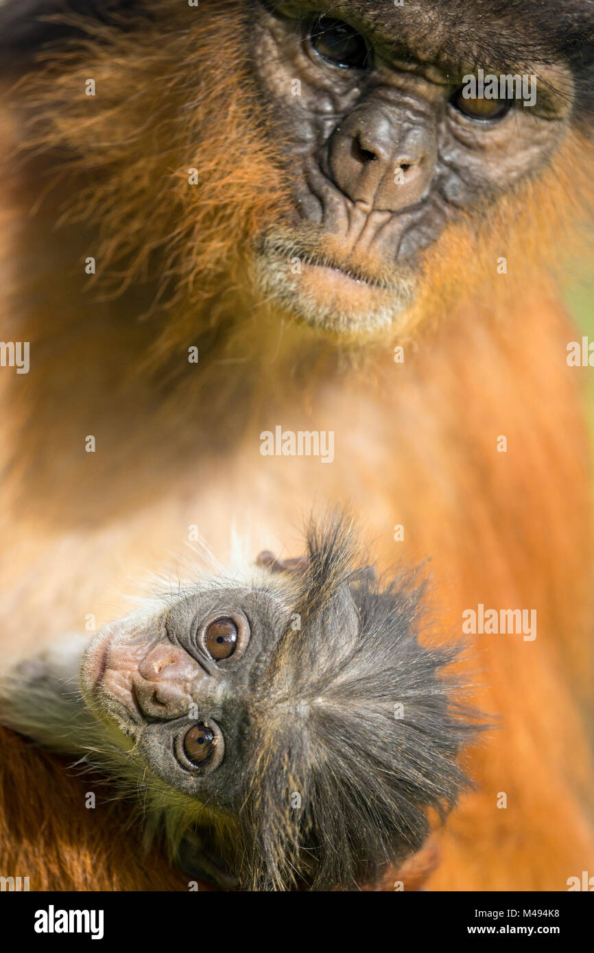 Western red colobus (Procolobus badius) female with newborn young ...