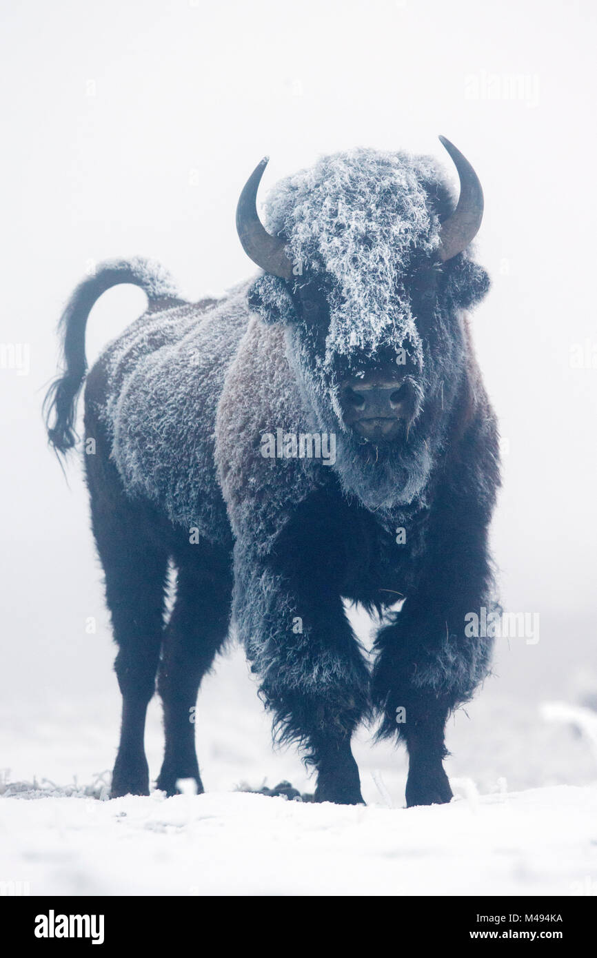 North American Bison (Bison bison) coated in frost standing on snow ...