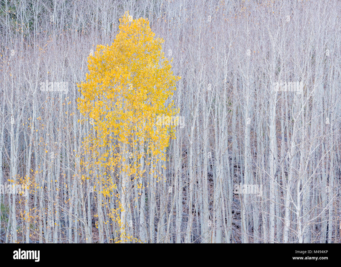 Quaking aspen (Populus tremuloides) in autumn colours with tree trunks ...