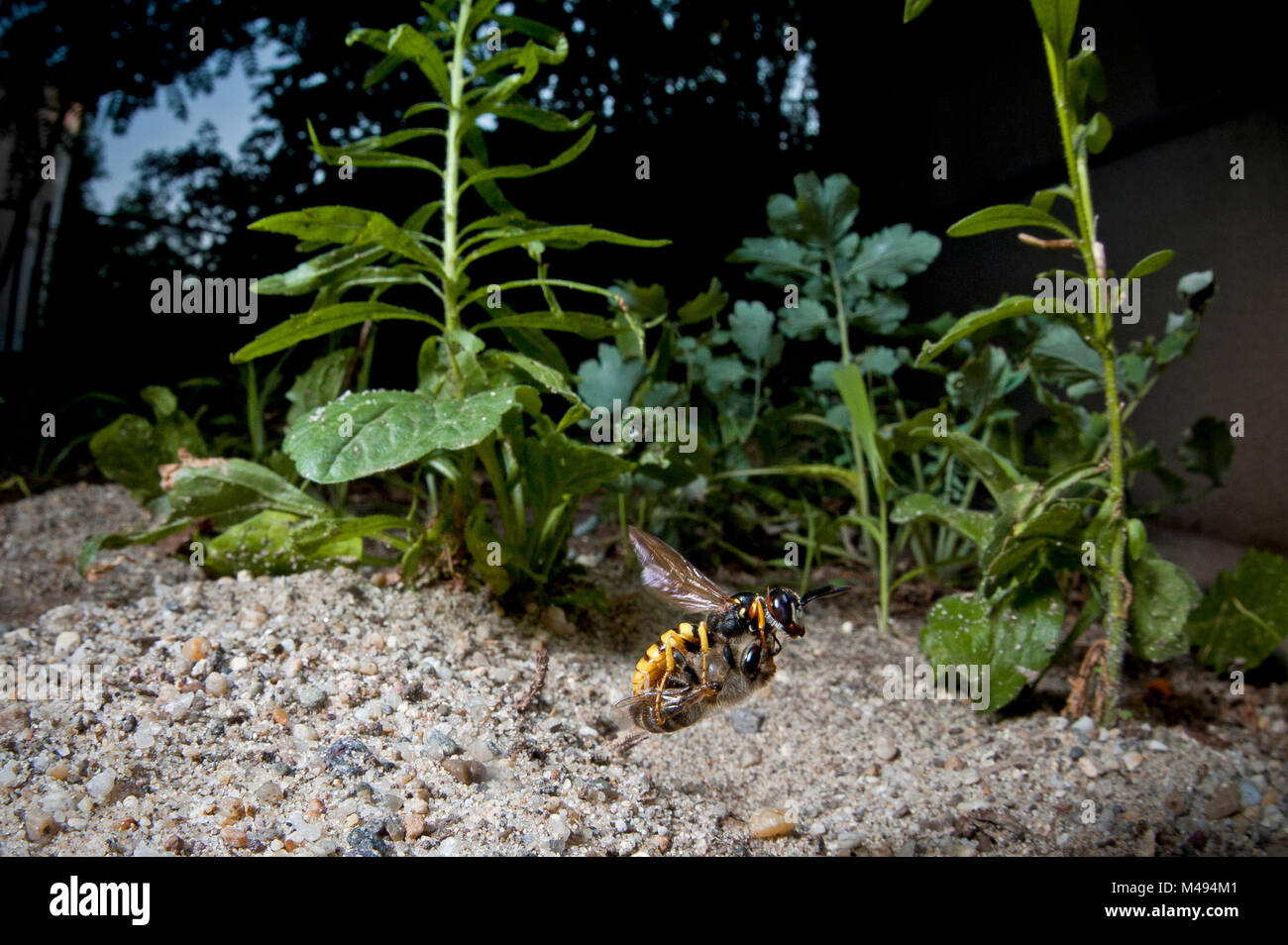 Sphecoid wasps hi-res stock photography and images - Alamy