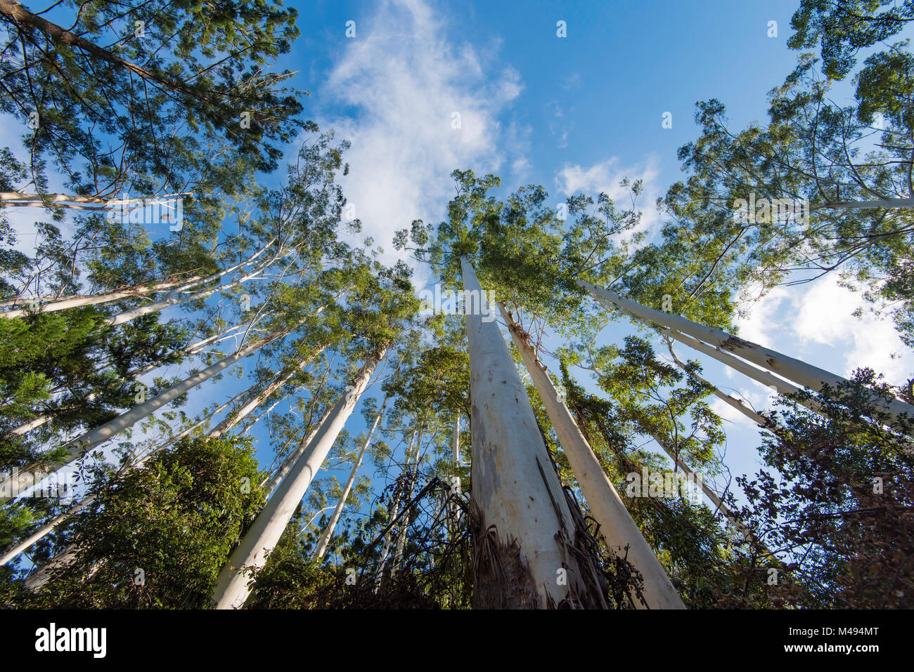 A stand of Eucalyptus grandis also known as the flooded gum or rose gum ...