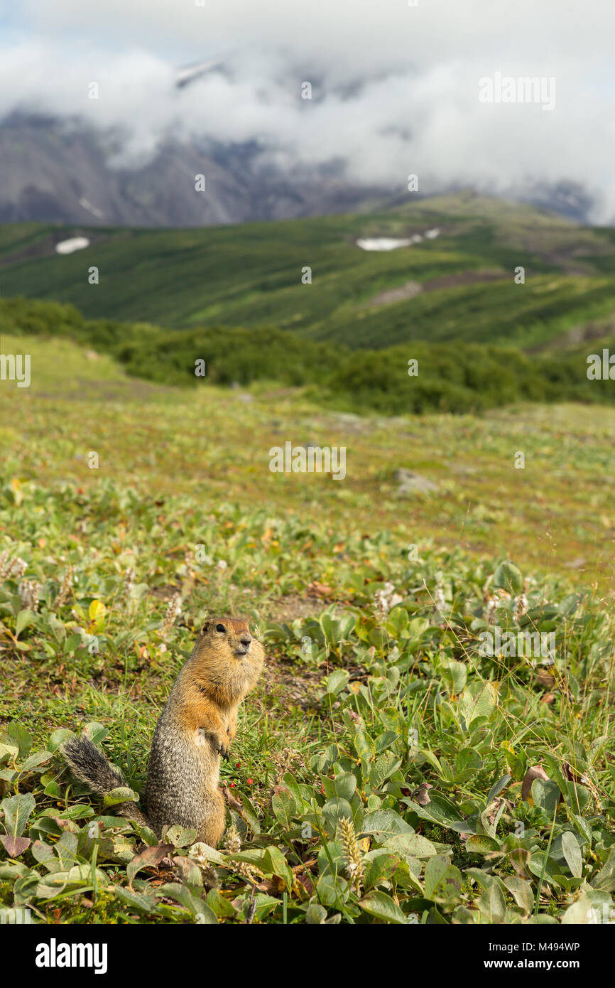 Arctic ground squirrel at foot of volcano on Kamchatka Stock Photo - Alamy