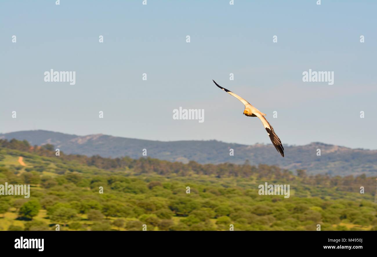 Egyptian vulture flight spain hi-res stock photography and images - Alamy