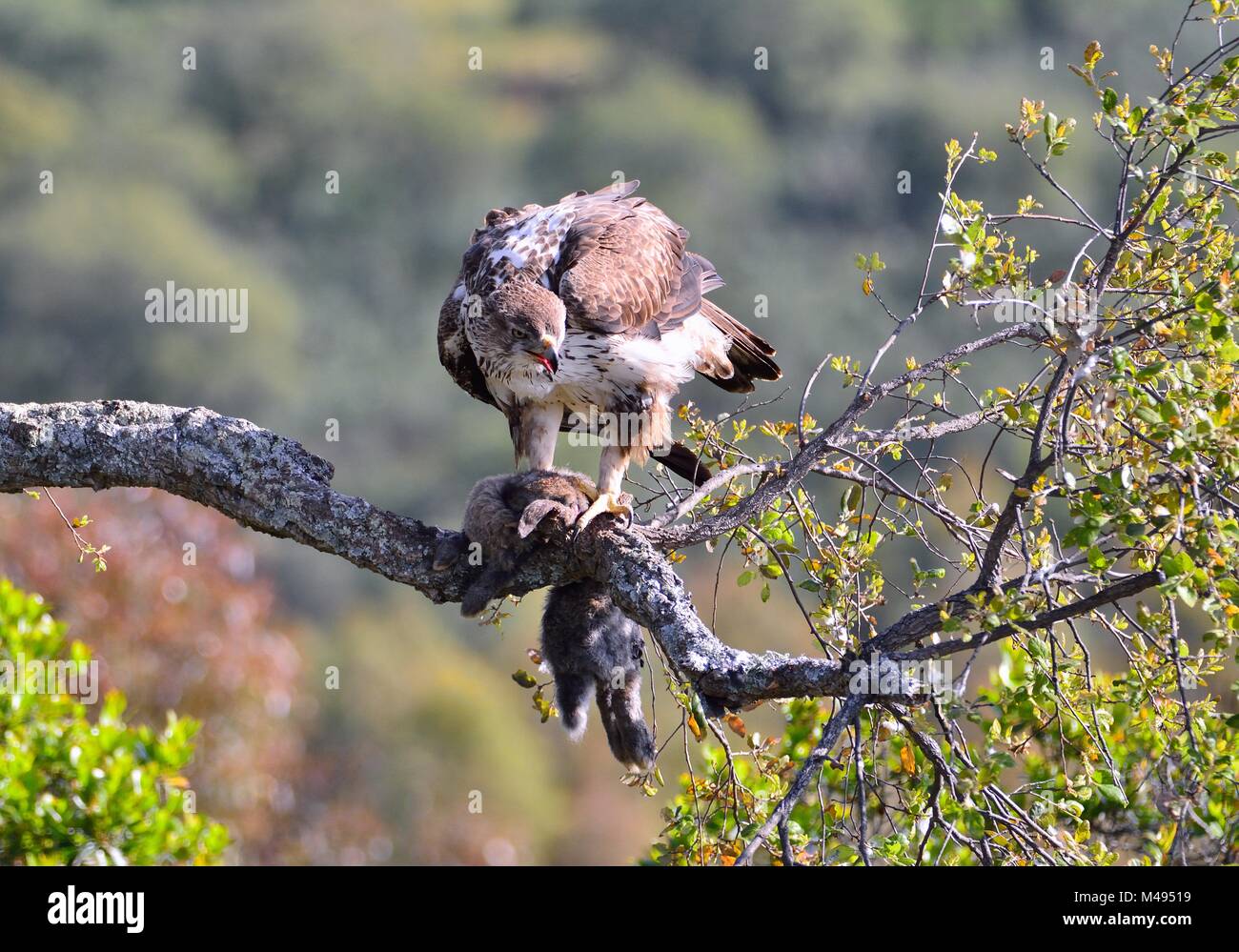 Female bonelli's eagle perched on a branch eating a rabbit Stock Photo ...
