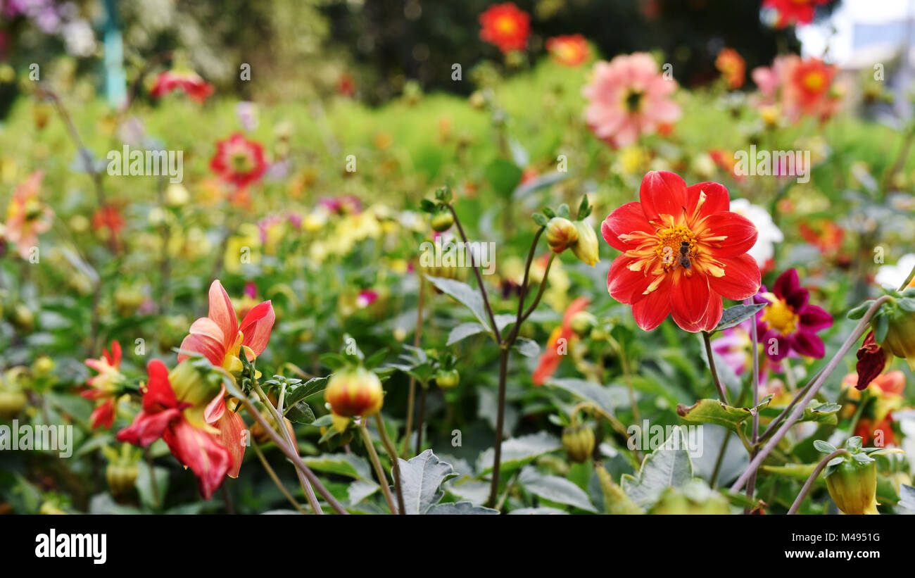 Streets with flowers hi-res stock photography and images - Alamy