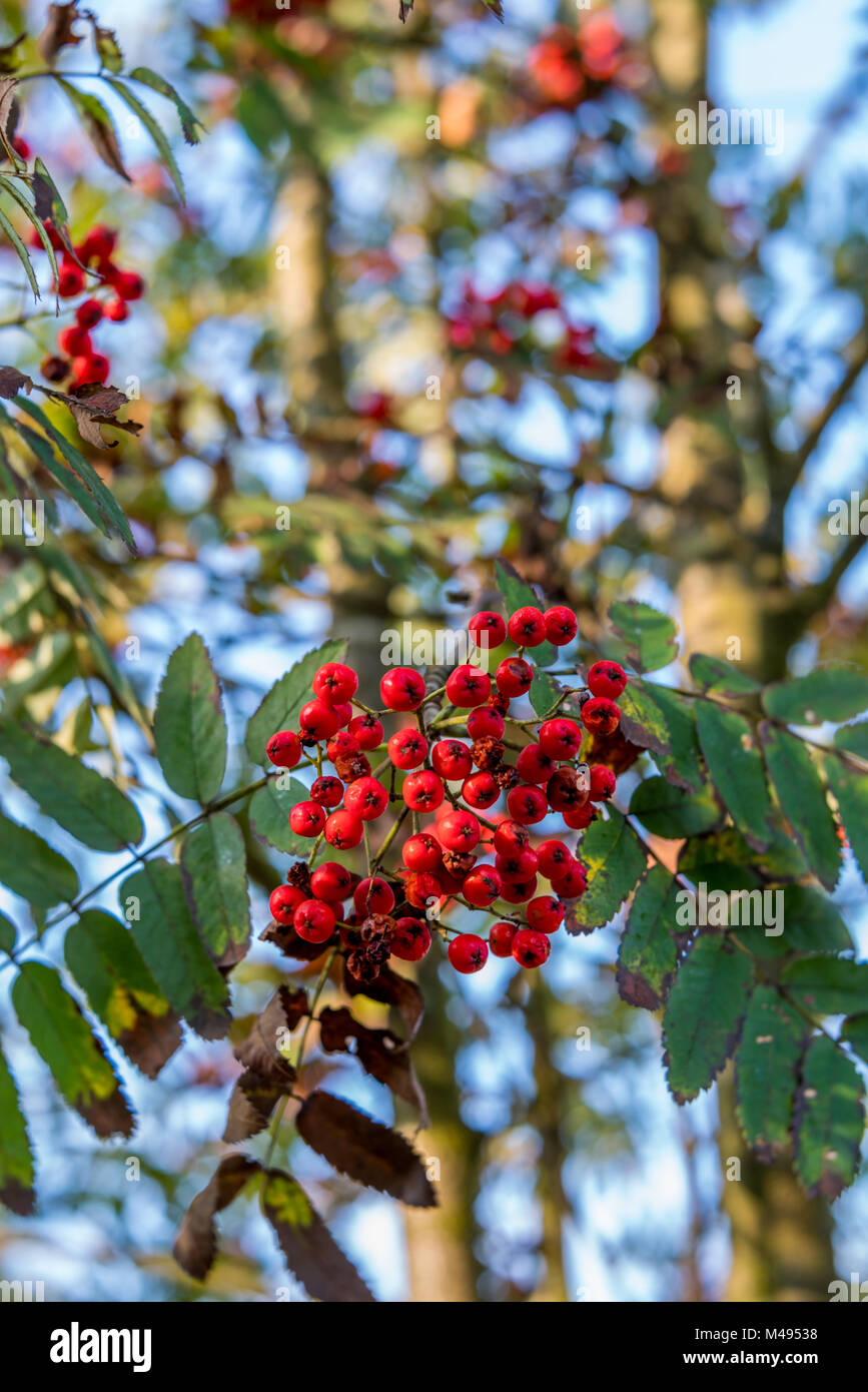Tree red berries on hi-res stock photography and images - Alamy