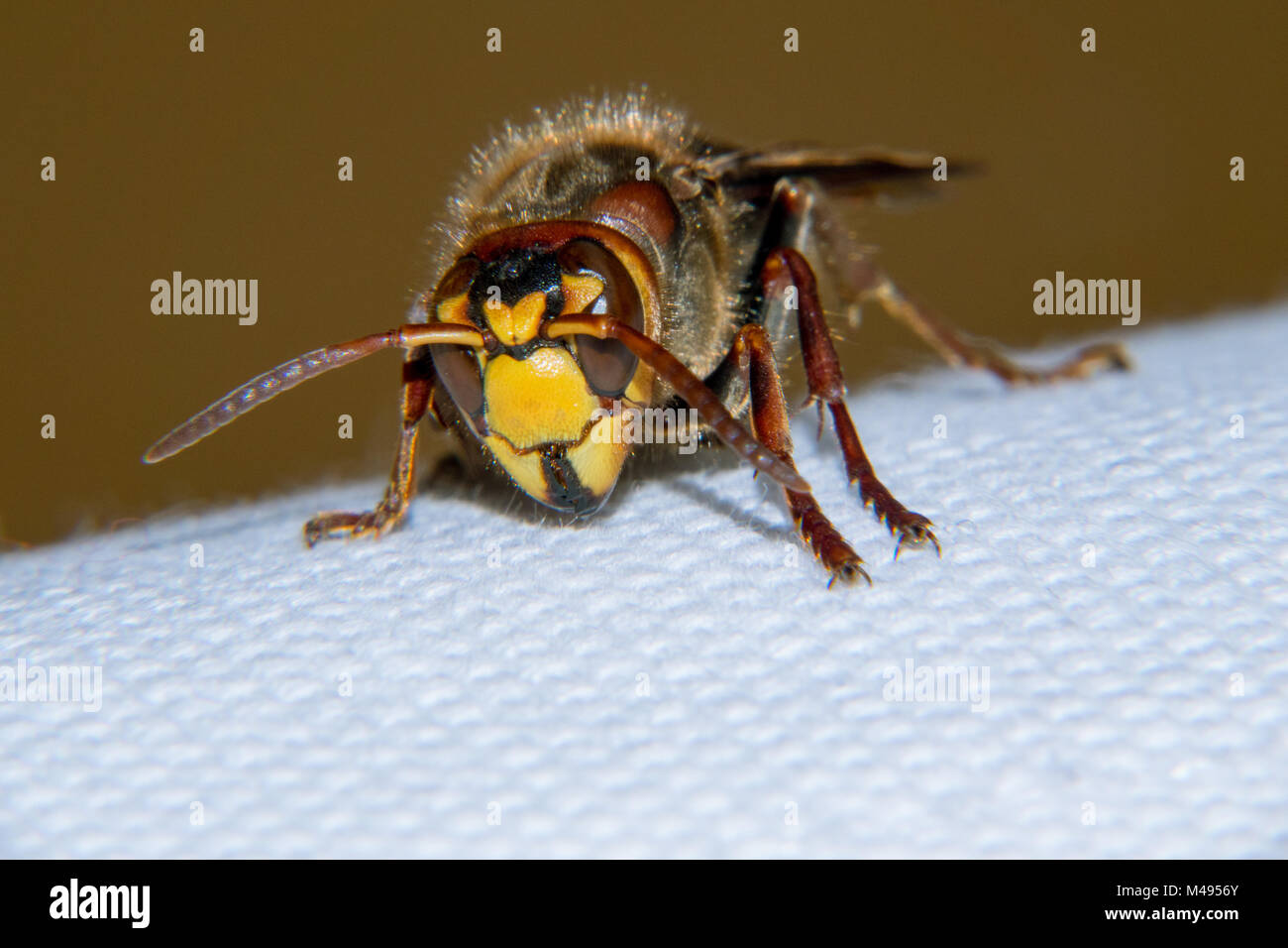 Largest wasp in Europe, the European hornet Stock Photo - Alamy