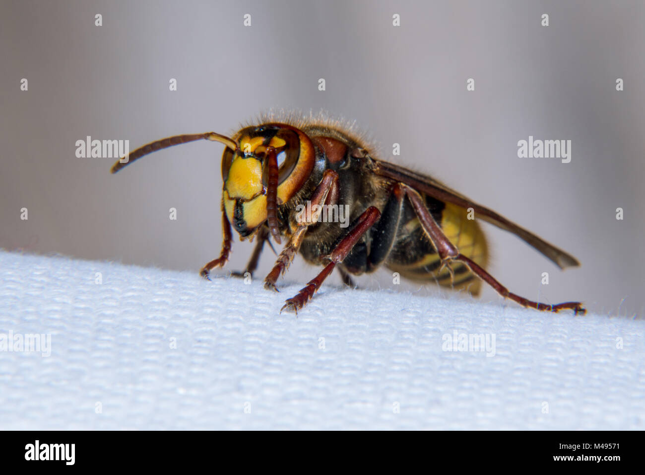 Close up sections hi-res stock photography and images - Alamy