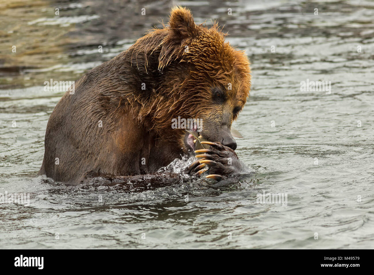 Bear eating fish hi-res stock photography and images - Alamy
