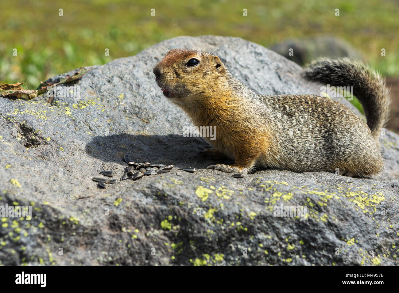 Spotted ground squirrel hi-res stock photography and images - Alamy