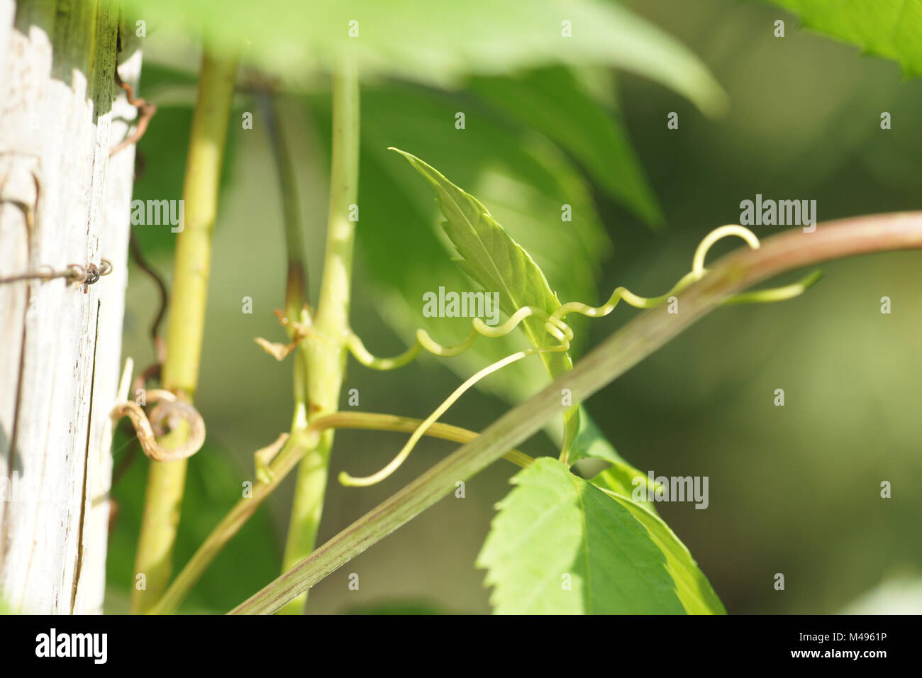 Parthenocissus quinquefolia, Virginian creeper, tendril Stock Photo - Alamy
