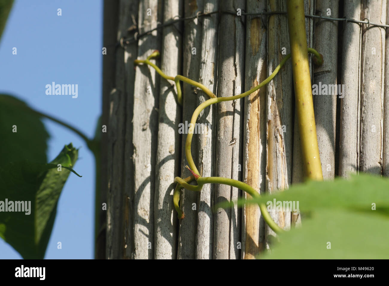 Parthenocissus quinquefolia, Virginian creeper, tendril Stock Photo - Alamy