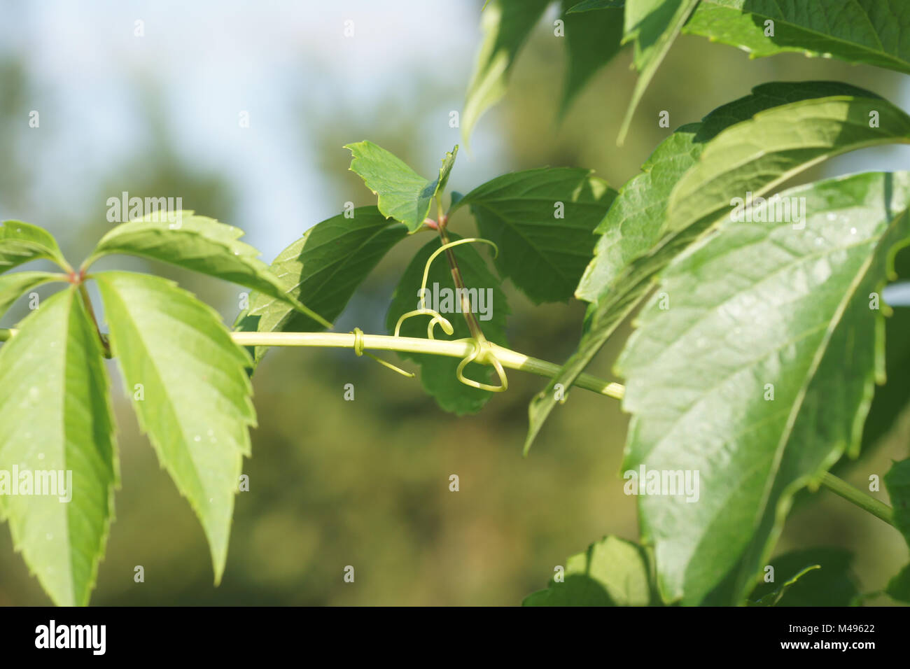 Parthenocissus quinquefolia, Virginian creeper, tendril Stock Photo - Alamy