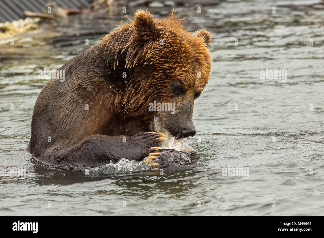 Bear eating fish hi-res stock photography and images - Alamy
