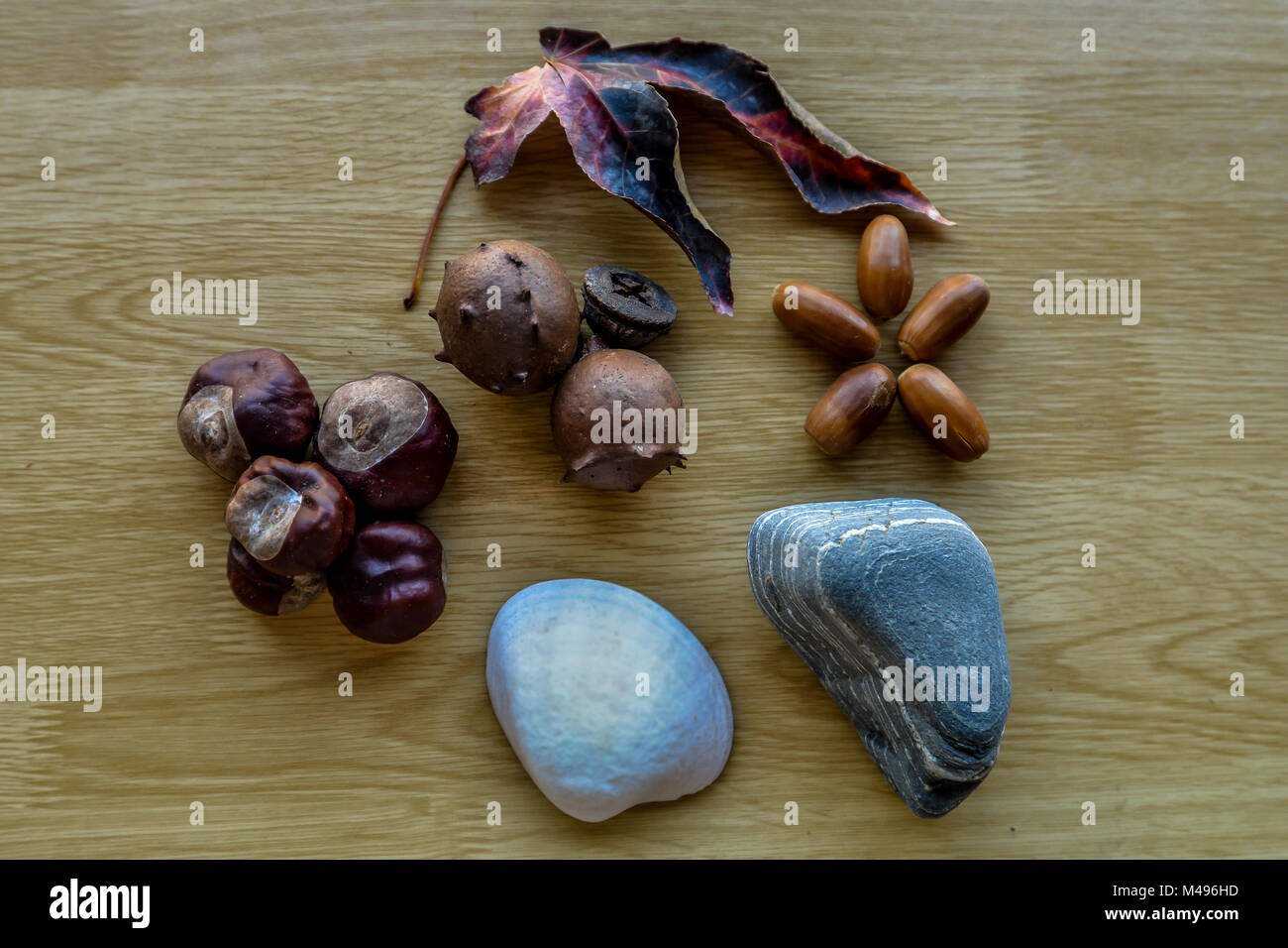 Shiny brown nut shells hi-res stock photography and images - Alamy