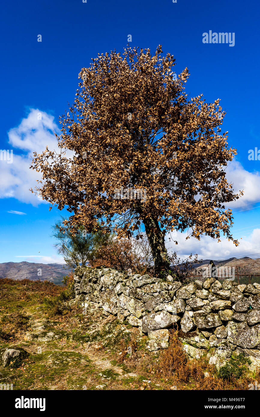 The small village of Paneda in northern Portugal Stock Photo - Alamy