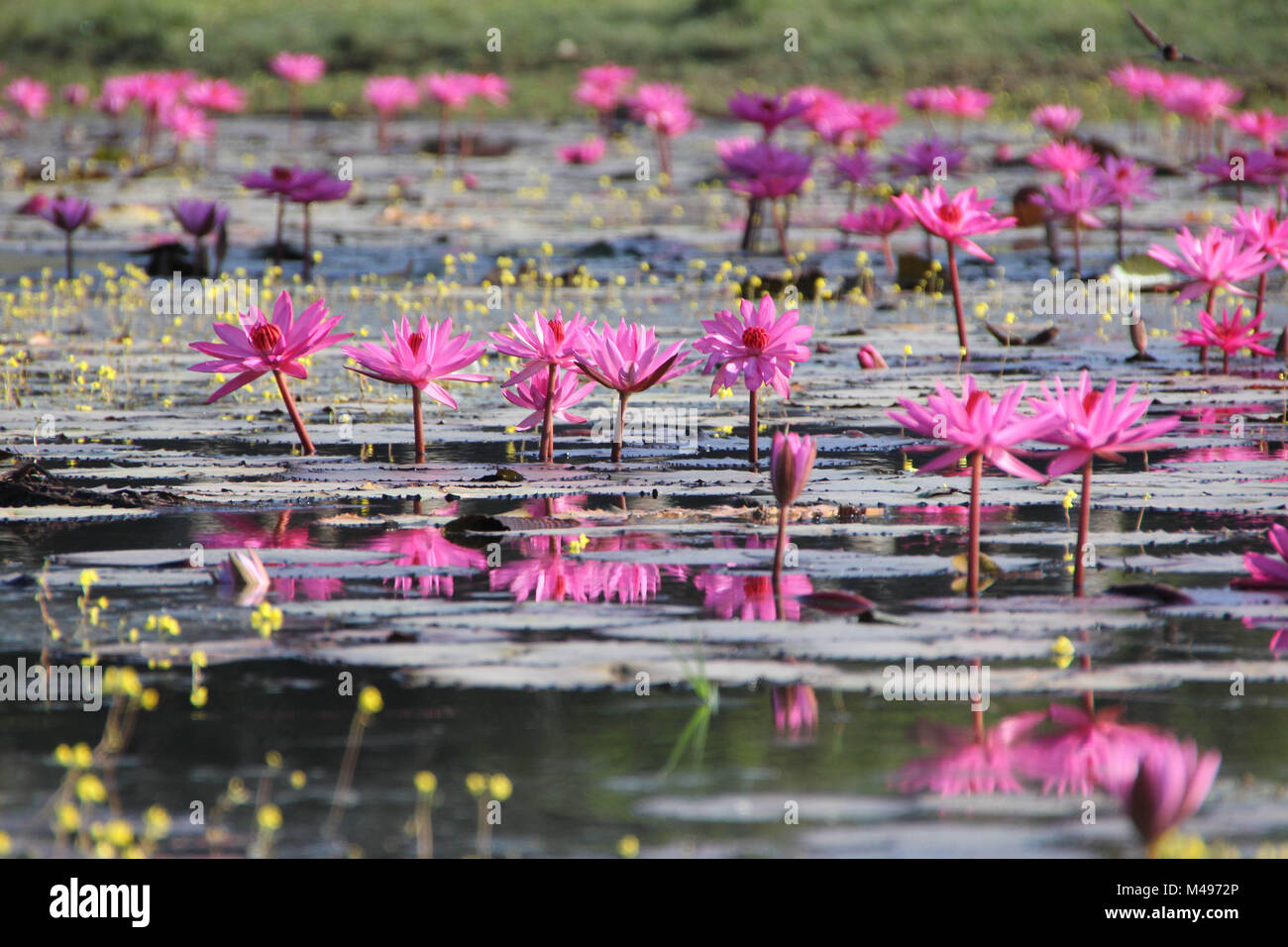 Pink Water lilies Stock Photo - Alamy