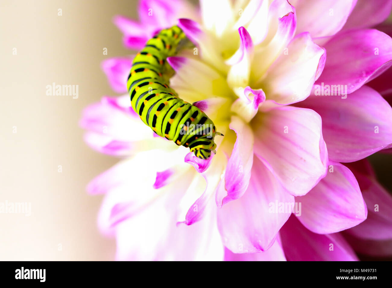 Pink caterpillar hi-res stock photography and images - Alamy