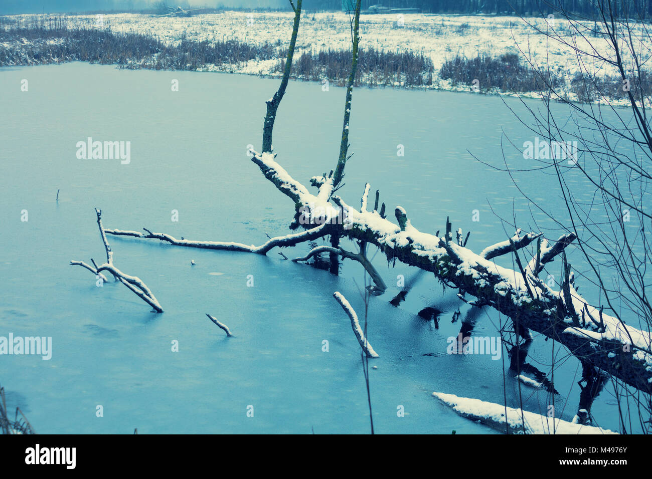Dead tree fallen lake hi-res stock photography and images - Alamy