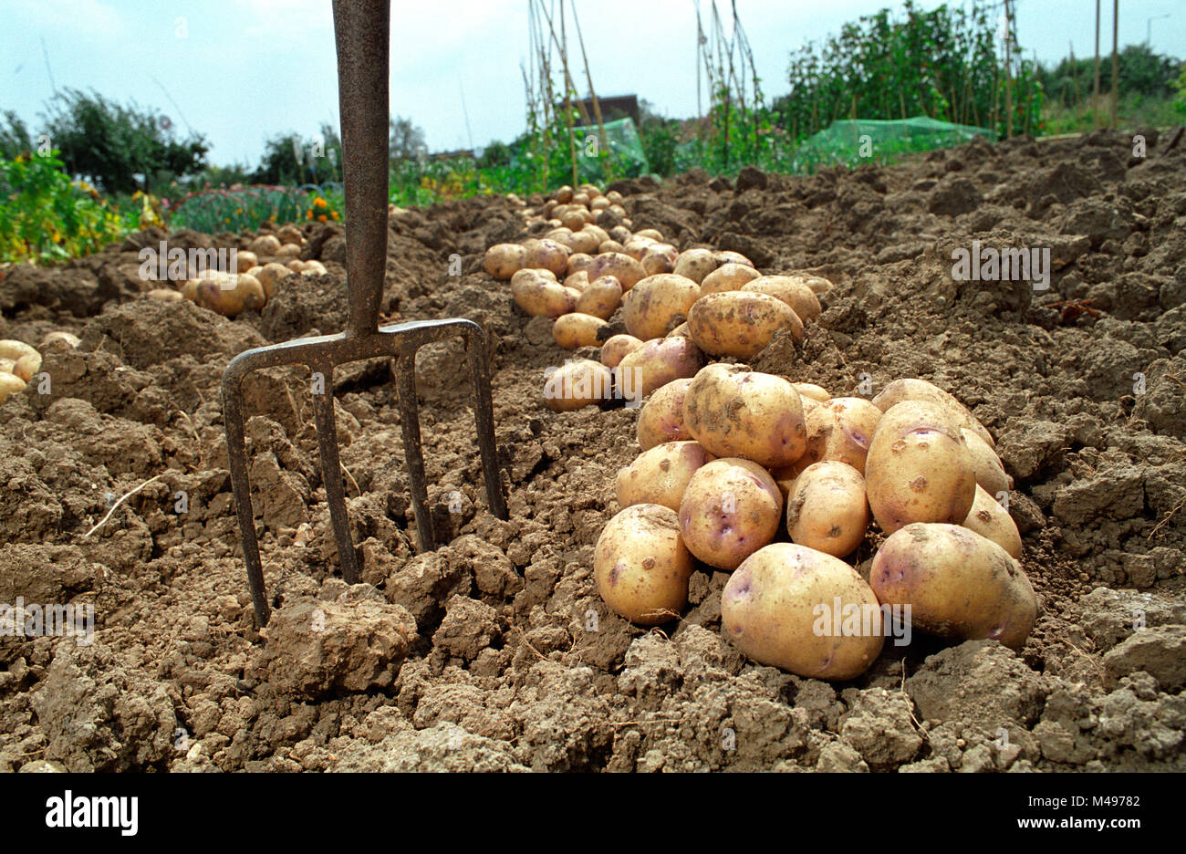 Allotment plot hi-res stock photography and images - Alamy