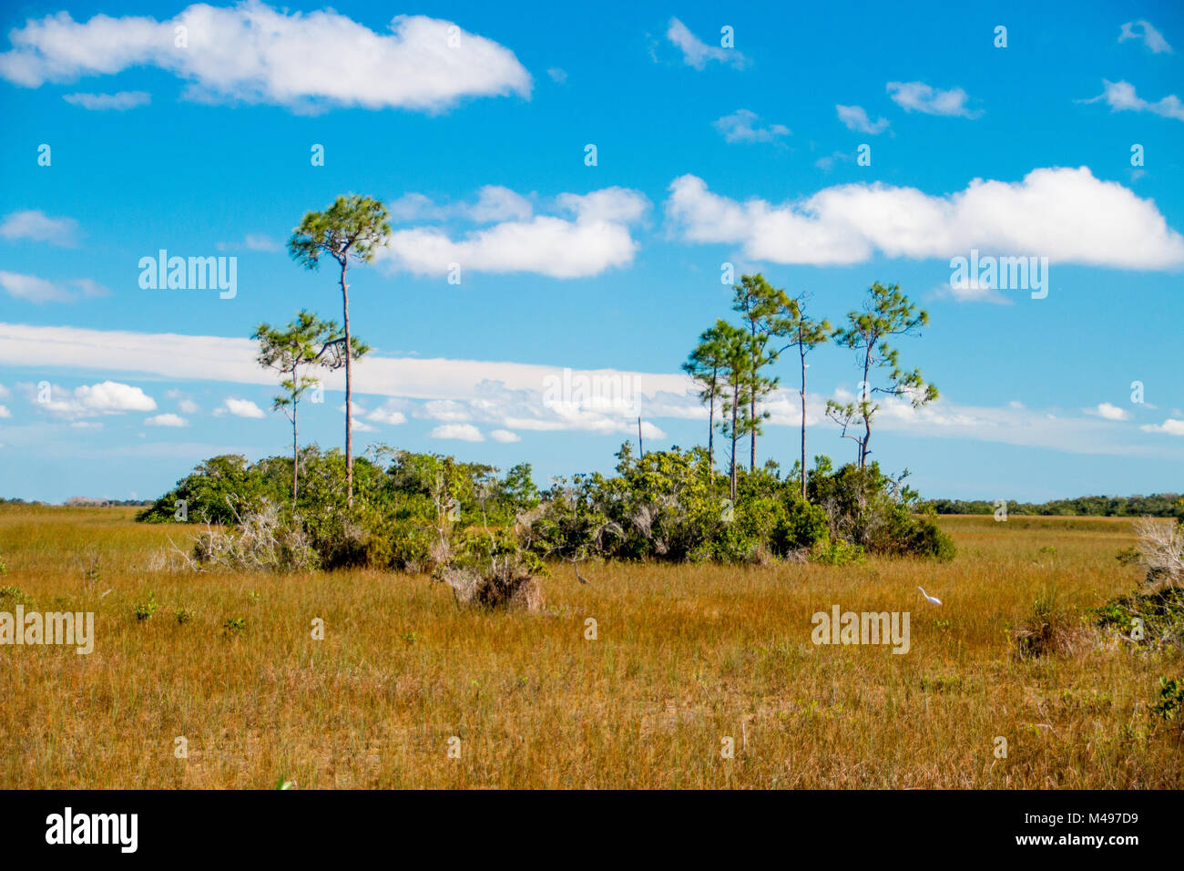 Everglades trail nature site hi-res stock photography and images - Alamy