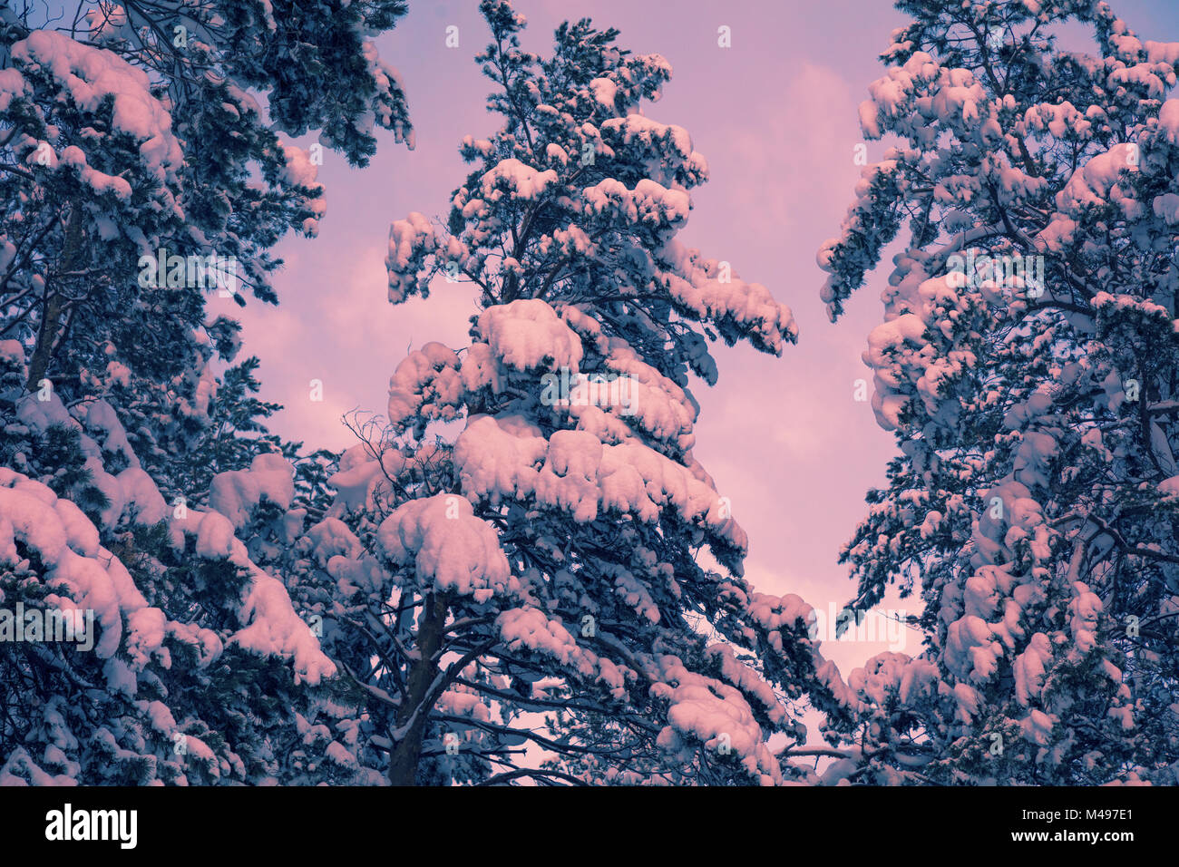 Fir tree snow nature serene hi-res stock photography and images - Alamy