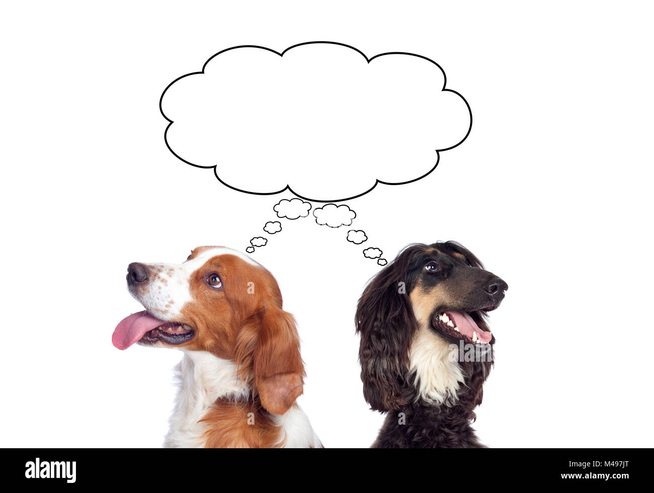Two dogs isolated on a white background Stock Photo - Alamy