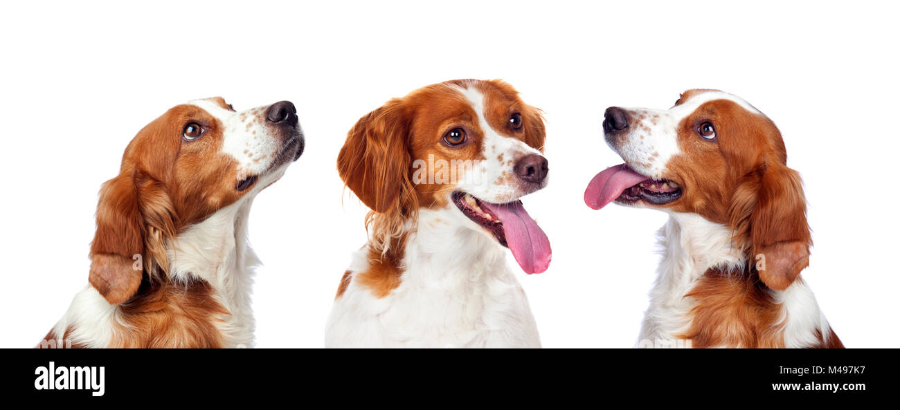 Three dogs isolated on a white background Stock Photo - Alamy