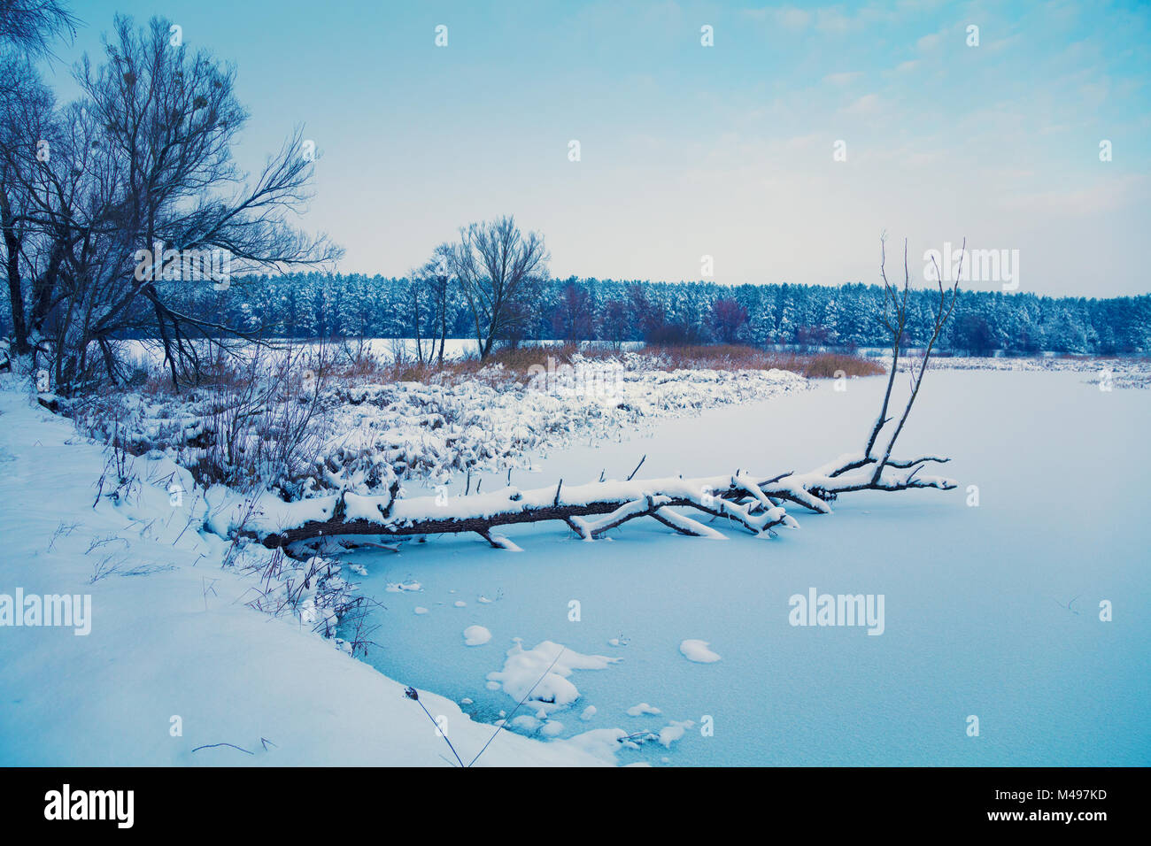 Fallen tree in the lake hi-res stock photography and images - Alamy