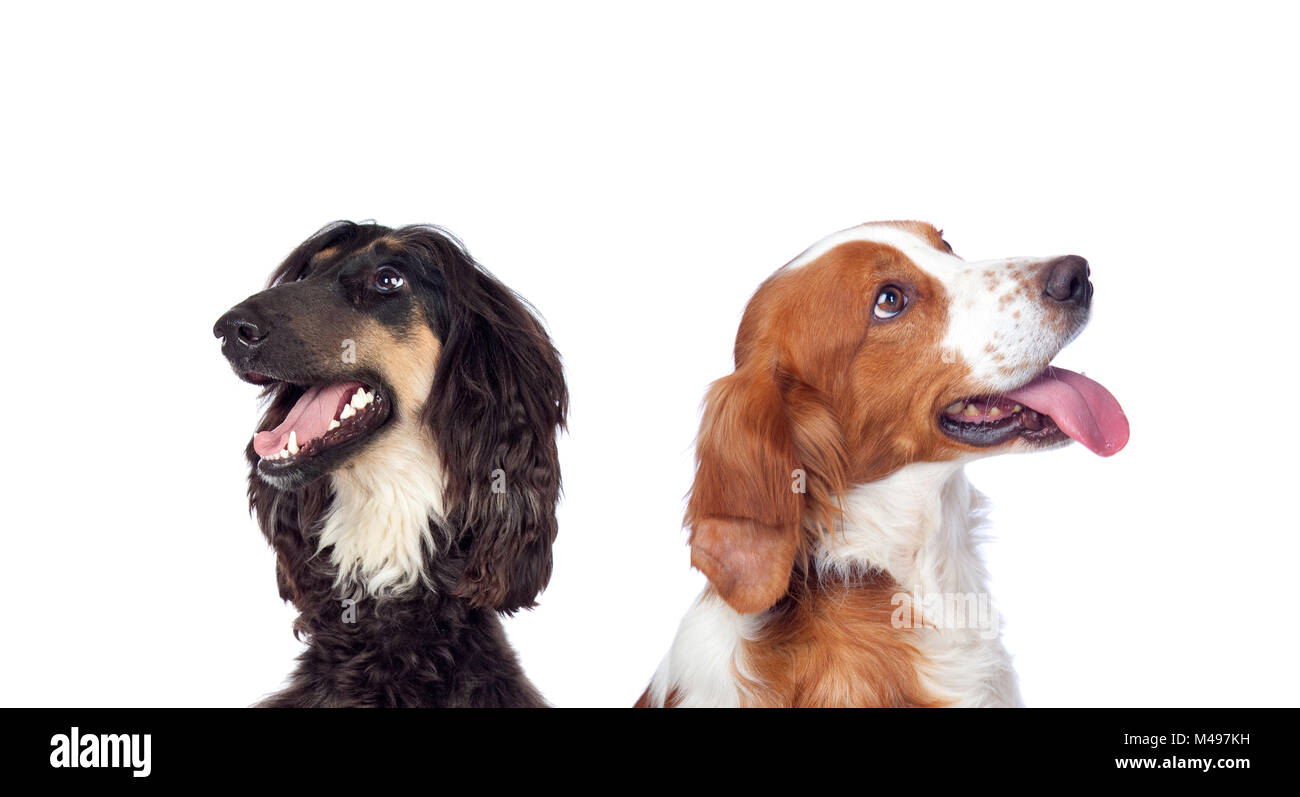 Dog jumping up on white background hi-res stock photography and images ...