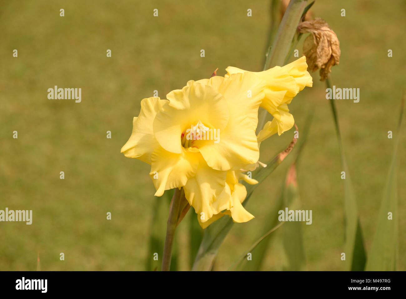 Bee leaving flower hi-res stock photography and images - Alamy