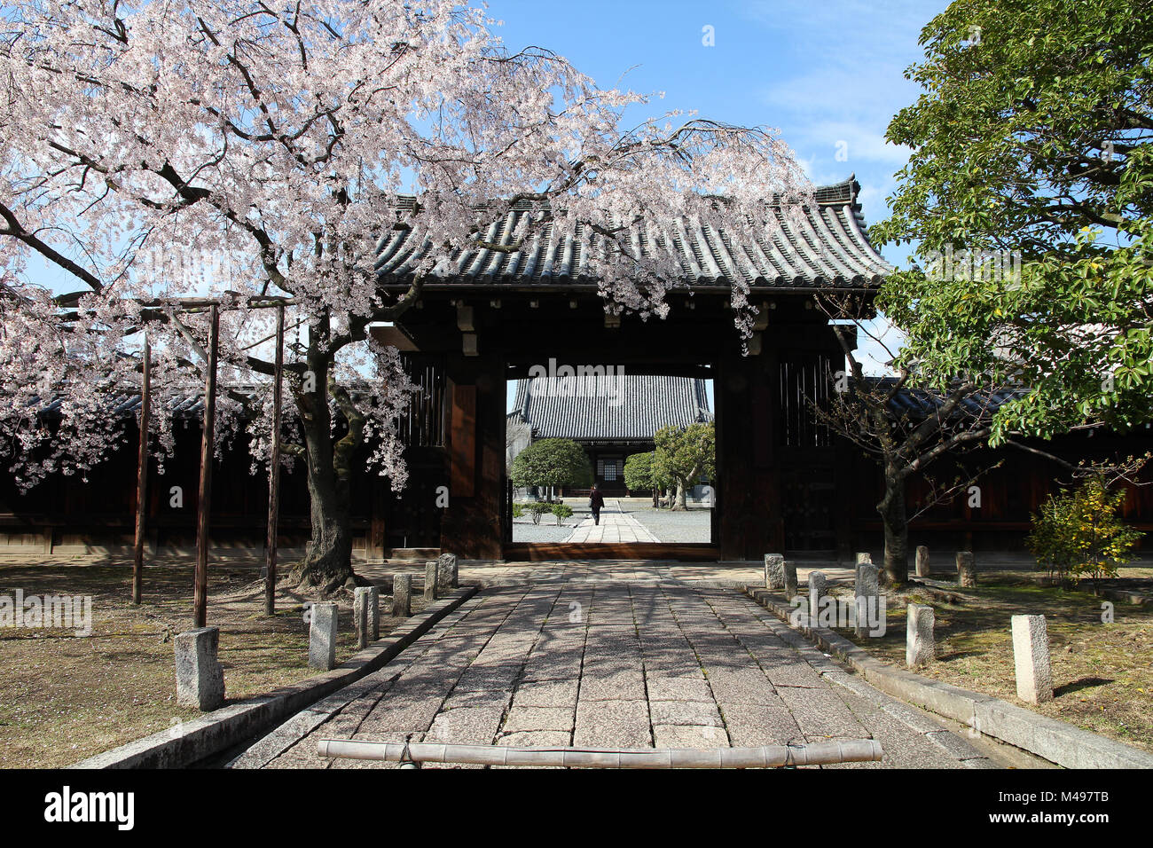 Kyoto, Japan - sakura cherry blooming tree at Myokakuji (Myokaku-ji ...