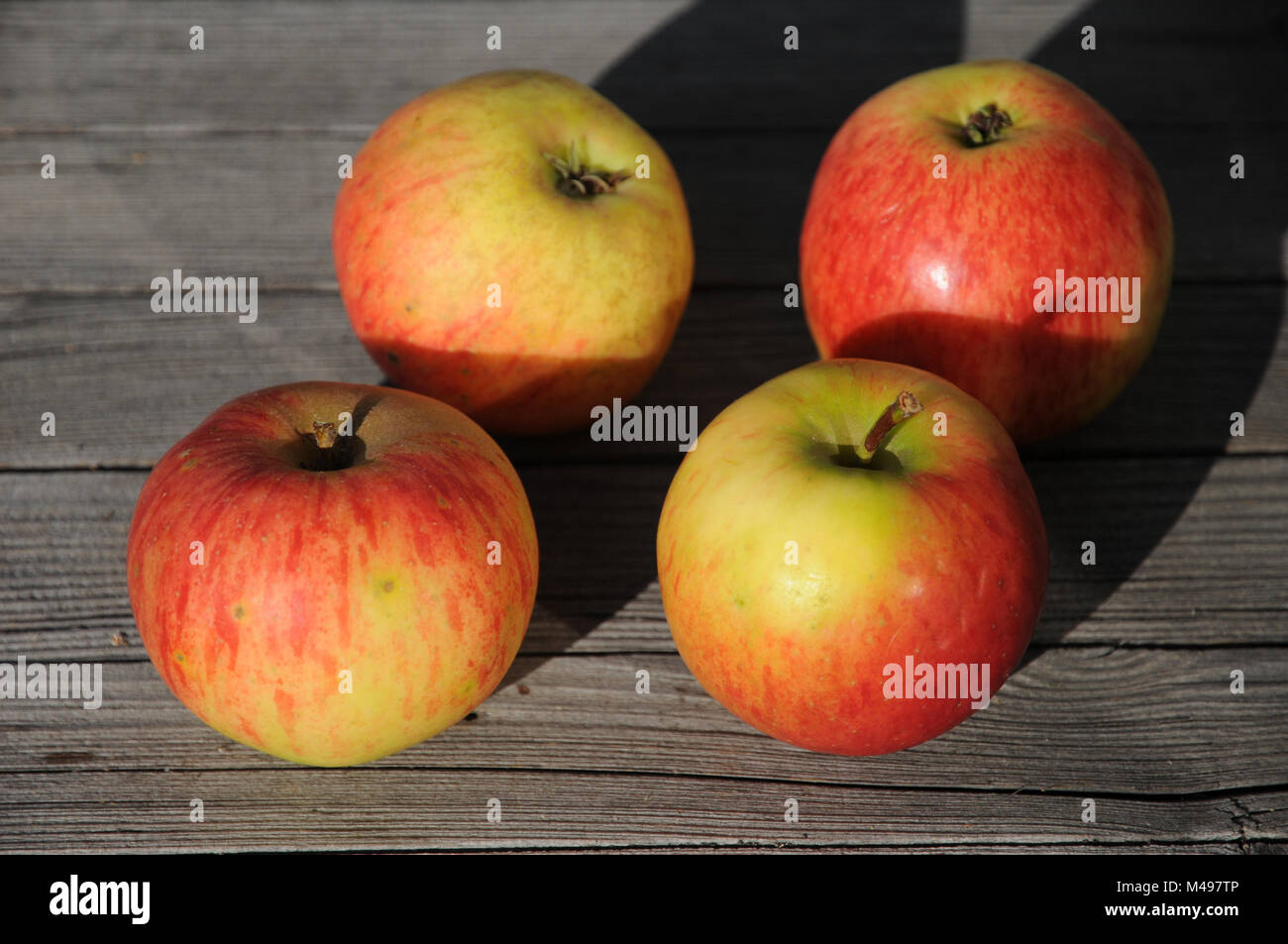 Apple tree malus domestica elstar hi-res stock photography and images ...