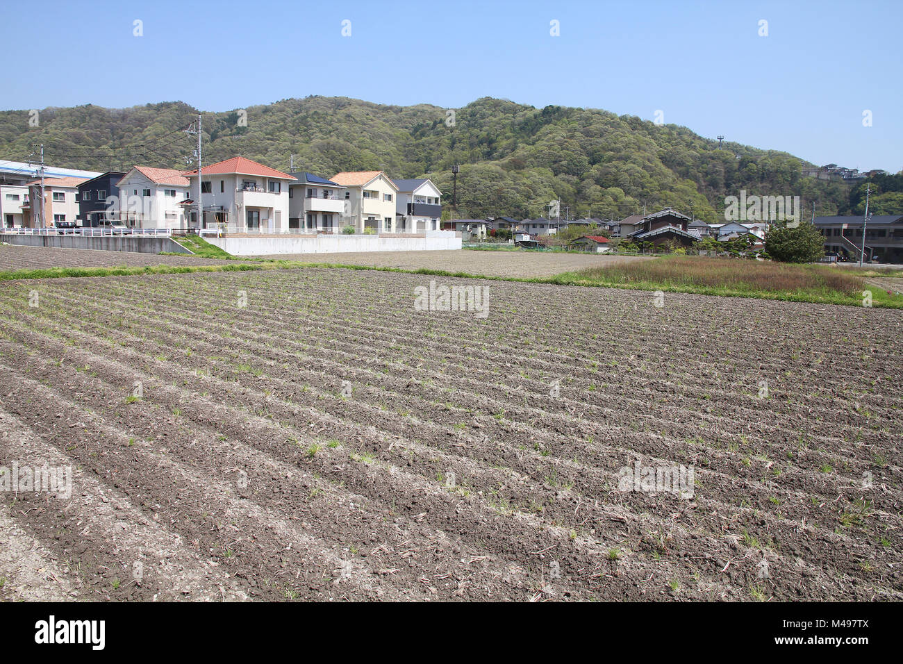 Major Agriculture In Japan
