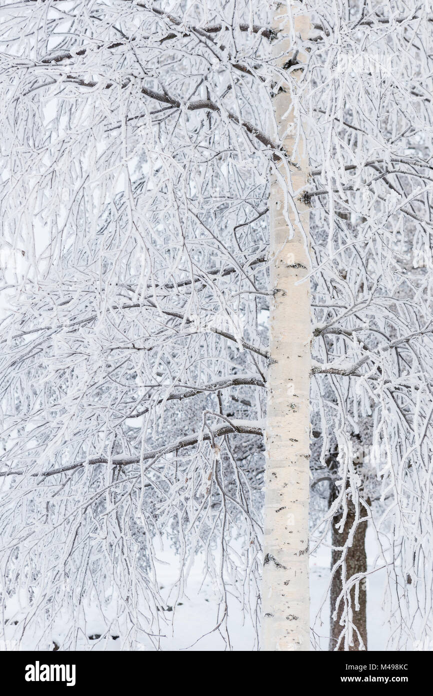 Birch tree covered in snow Stock Photo - Alamy