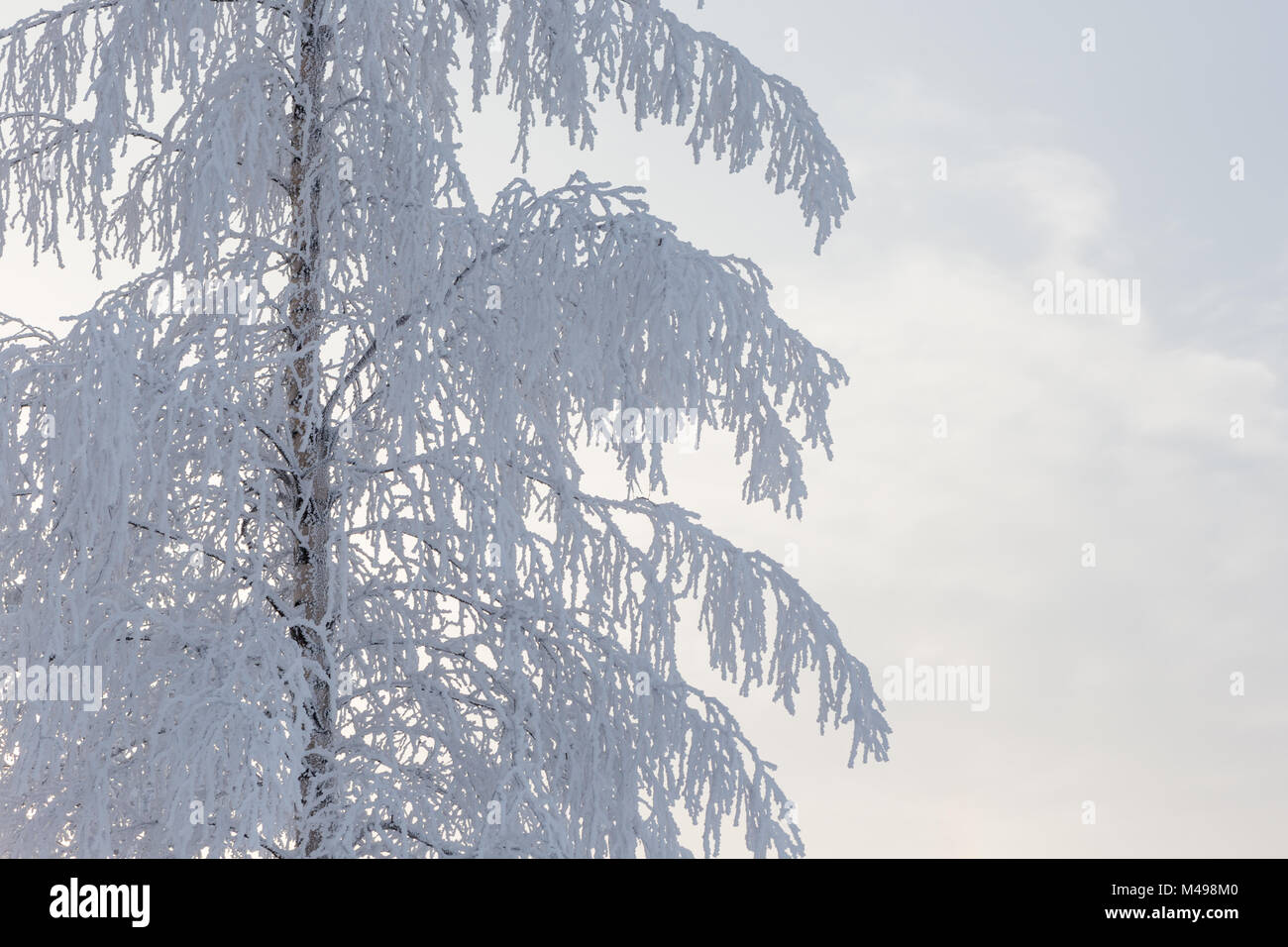 Birch tree covered in snow Stock Photo - Alamy
