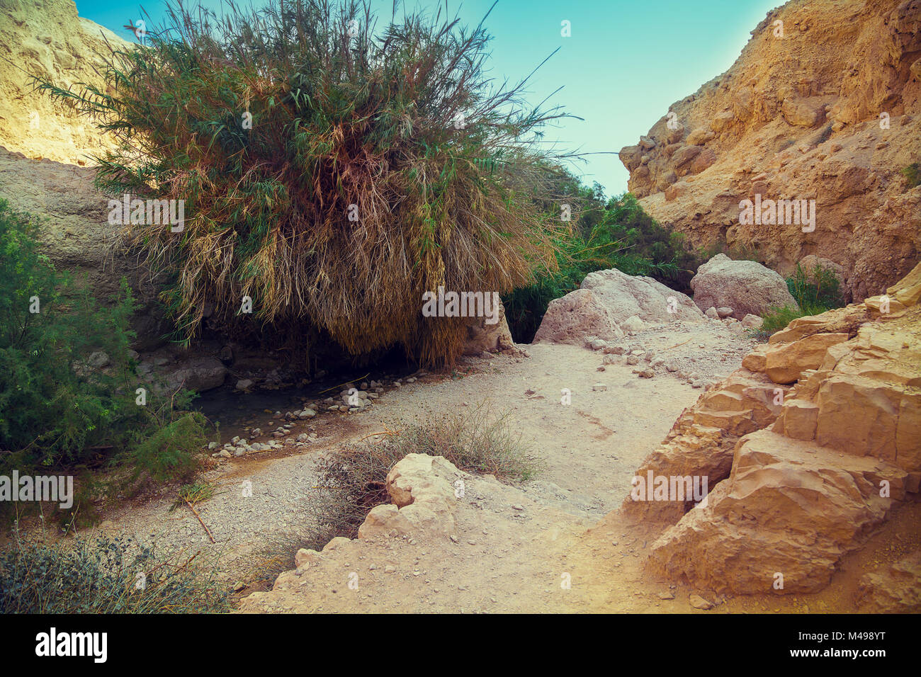 Oasis in desert. Ein Gedi Nature Reserve. Israel Stock Photo - Alamy